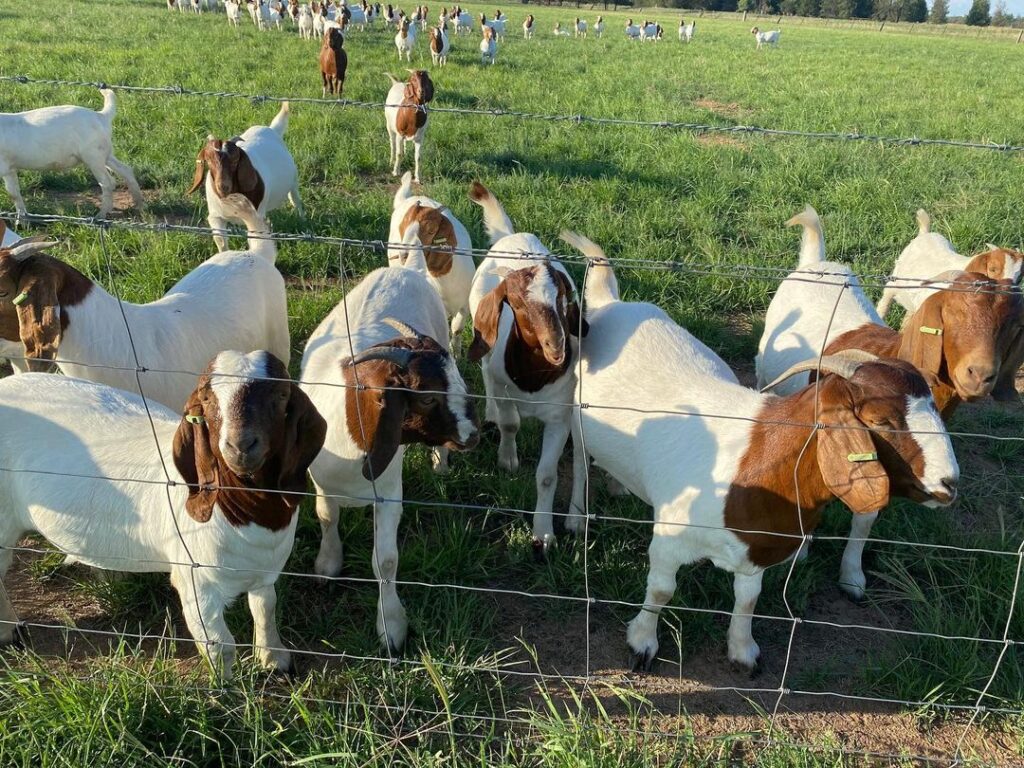 The Domestic Market for Goatmeat is Growing - The Gourmet Goat Lady